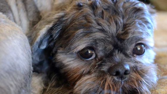 Why Shih Tzus Eat Poop and How to Stop them. - Shih Tzu World