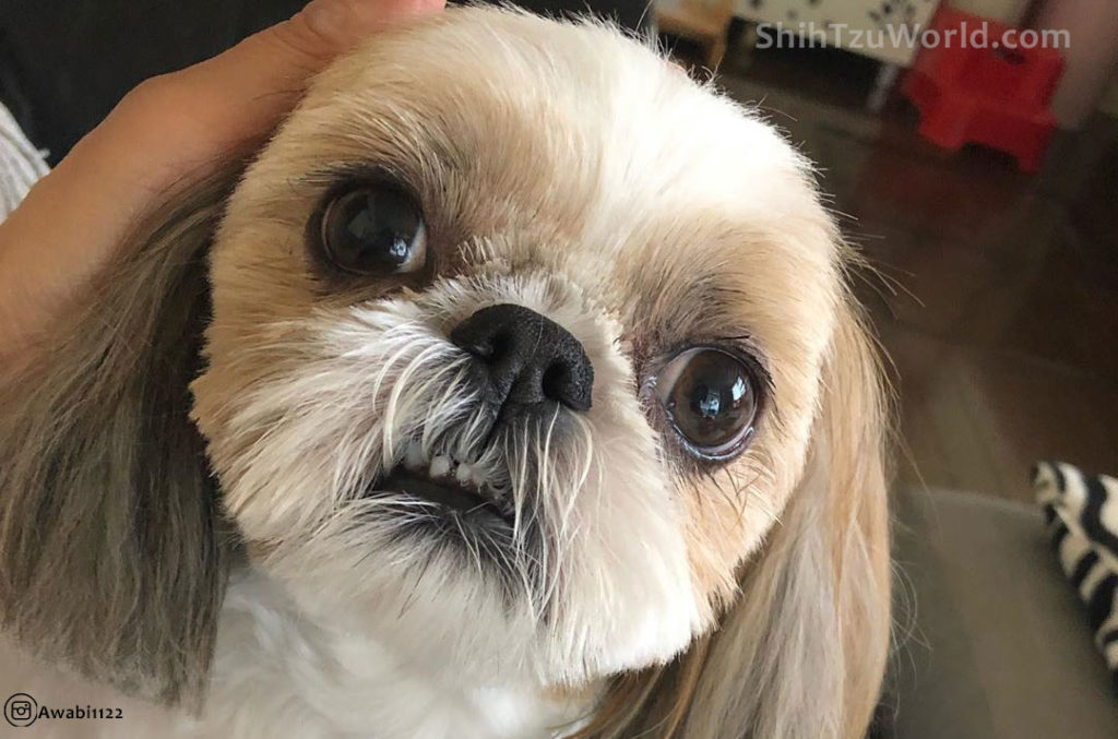 Health Archives - Page 3 of 3 - Shih Tzu World