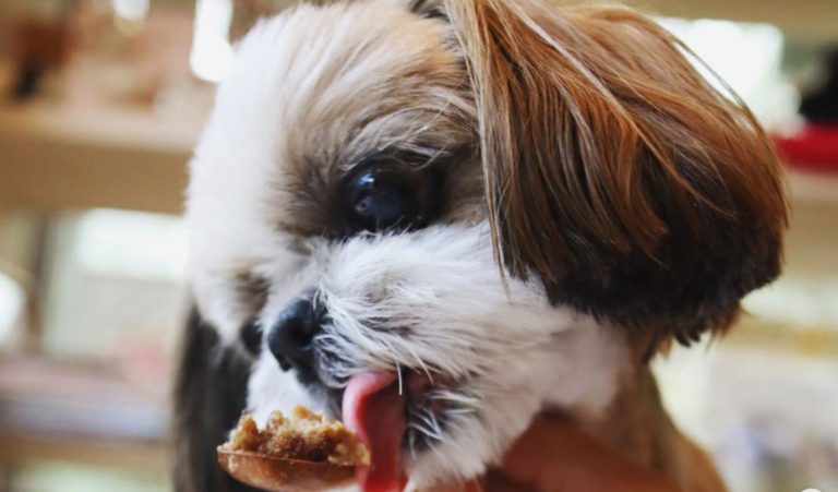 Best Foods for Shih Tzus - Shih Tzu World