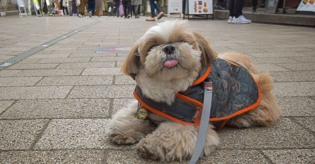 5 Common Shih Tzu Skin Problems - Shih Tzu World