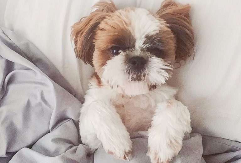 Do Dogs Dream? - Shih Tzu World