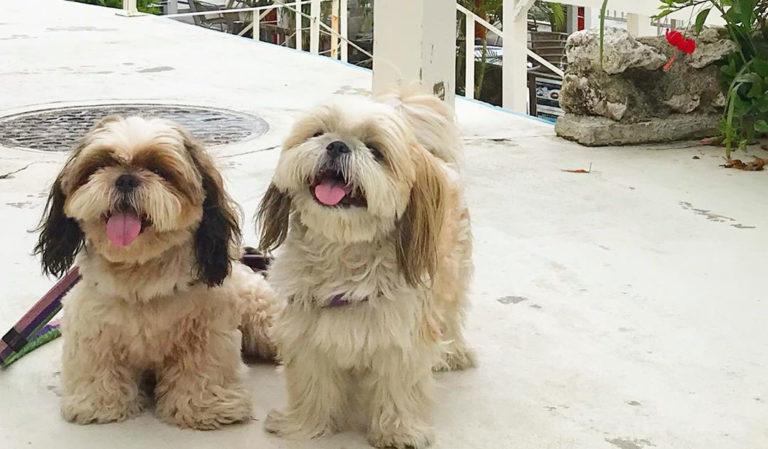 Shih Tzu Common Health Issues - Shih Tzu World