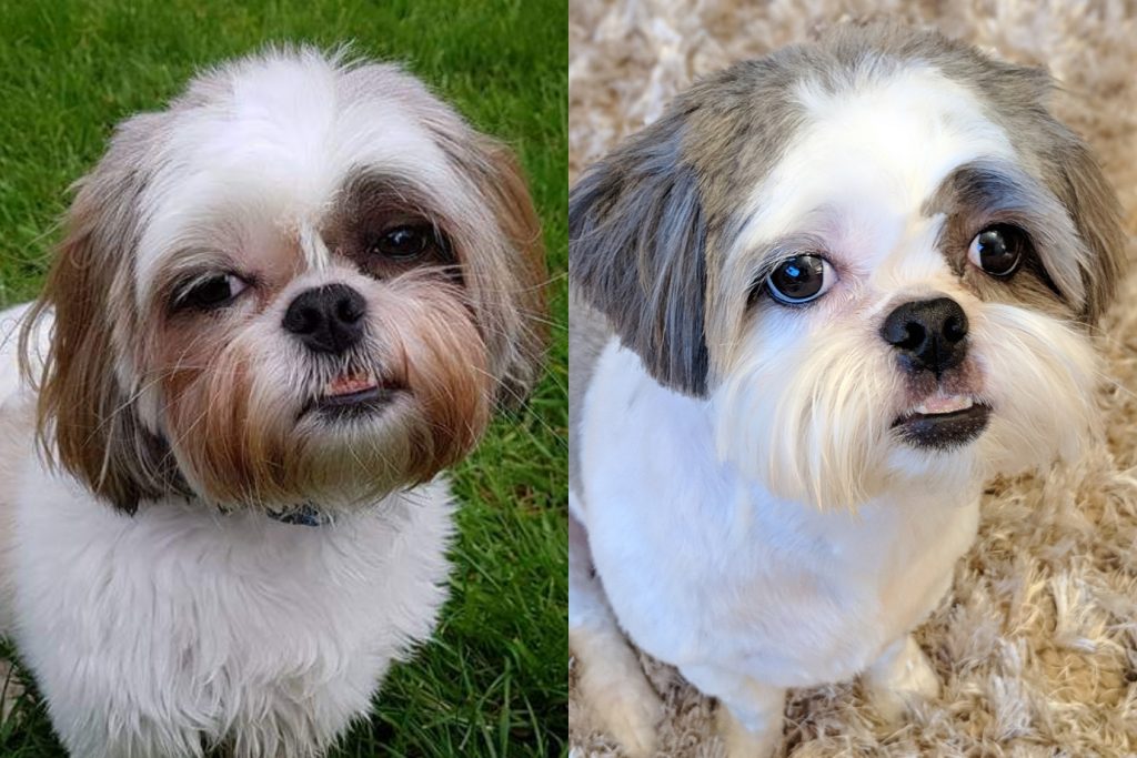 How To Clean Shih Tzu Tear Stains Shih Tzu World How To Clean Shih Tzu Tear Stains Shih Tzu World