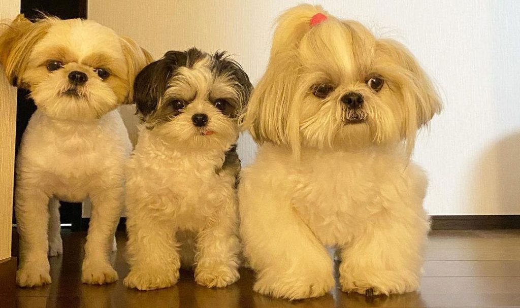 Why Does Your Shih Tzu’s Tongue Stick Out? - Shih Tzu World