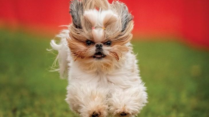 Why Shih Tzus Eat Poop and How to Stop them. - Shih Tzu World