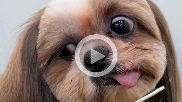 Shih Tzu makes hilarious face while being groomed - Shih Tzu World