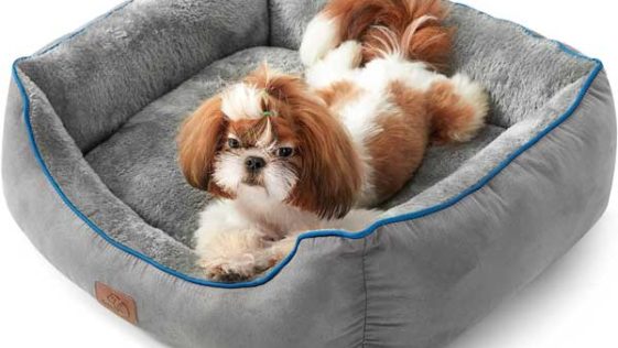 Why Shih Tzus Eat Poop and How to Stop them. - Shih Tzu World