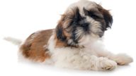 All You Need to Know about Shih Tzu Tails - Shih Tzu World