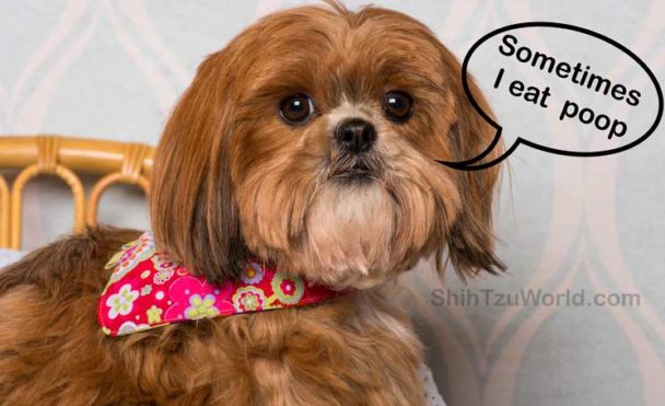 Why Shih Tzus Eat Poop and How to Stop them. - Shih Tzu World